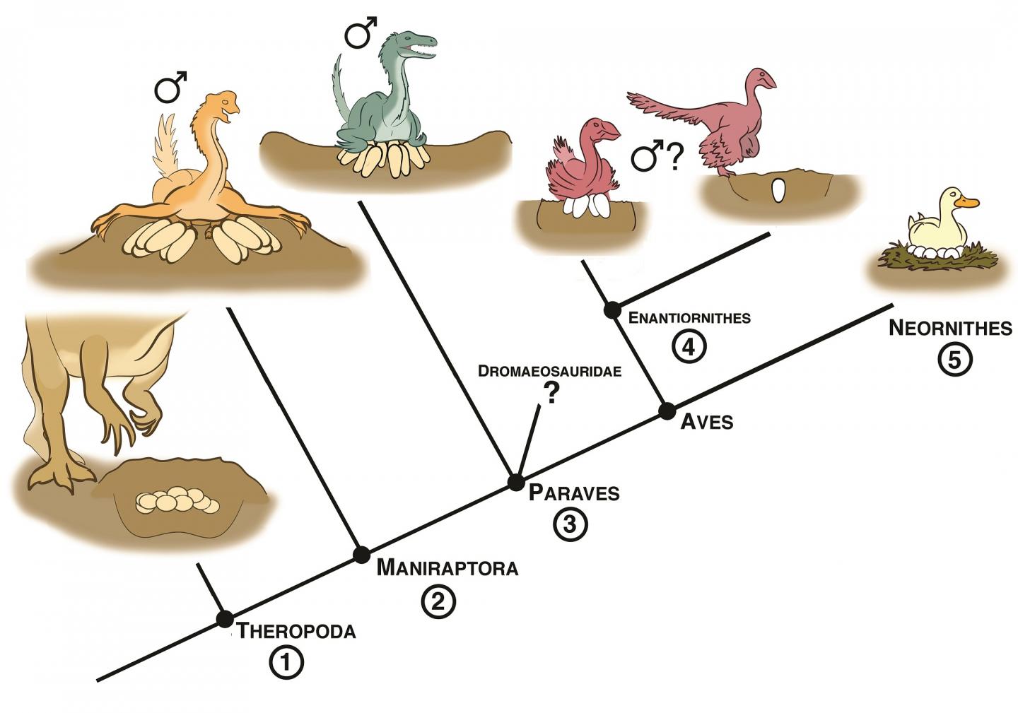 Evolution of Bird Reproduction [IMAGE] | EurekAlert! Science News Releases