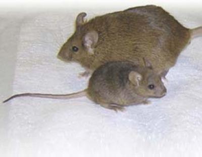 Snell Dwarf Mouse [IMAGE] | EurekAlert! Science News Releases