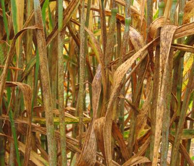 Genetic Tools in the Battle against Stem Rust | EurekAlert!
