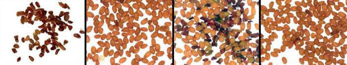 Wild Arabidopsis seeds [IMAGE] | EurekAlert! Science News Releases