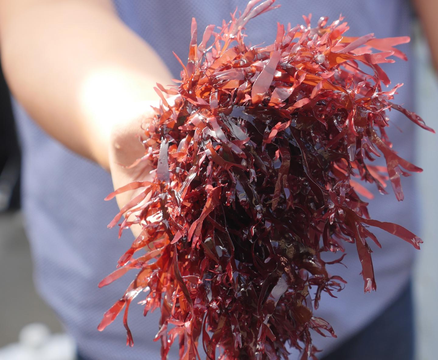 dulse seaweed [IMAGE] | EurekAlert! Science News Releases