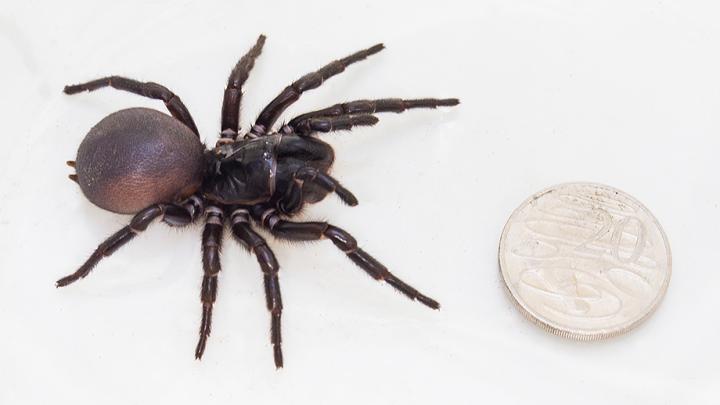 Spider with Coin for Scale [IMAGE] | EurekAlert! Science News Releases