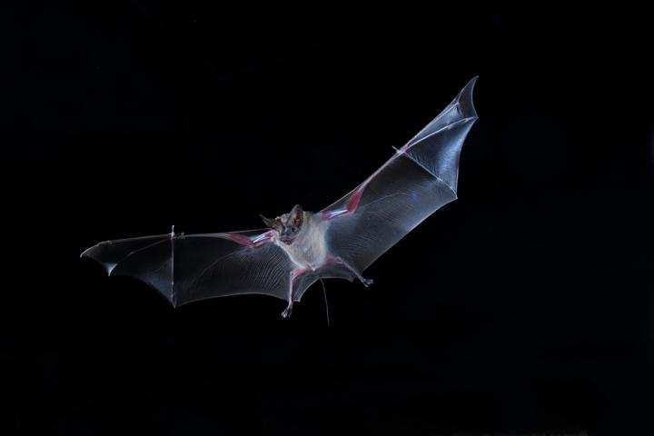 Greater Mouse-Tailed Bat 1 [IMAGE] | EurekAlert! Science News Releases