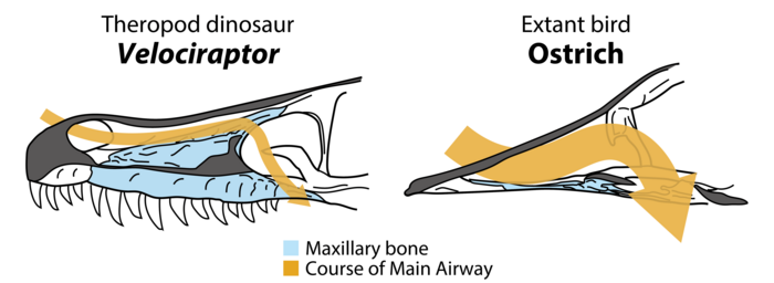 A comparison of the main airwa [IMAGE] | EurekAlert! Science News Releases