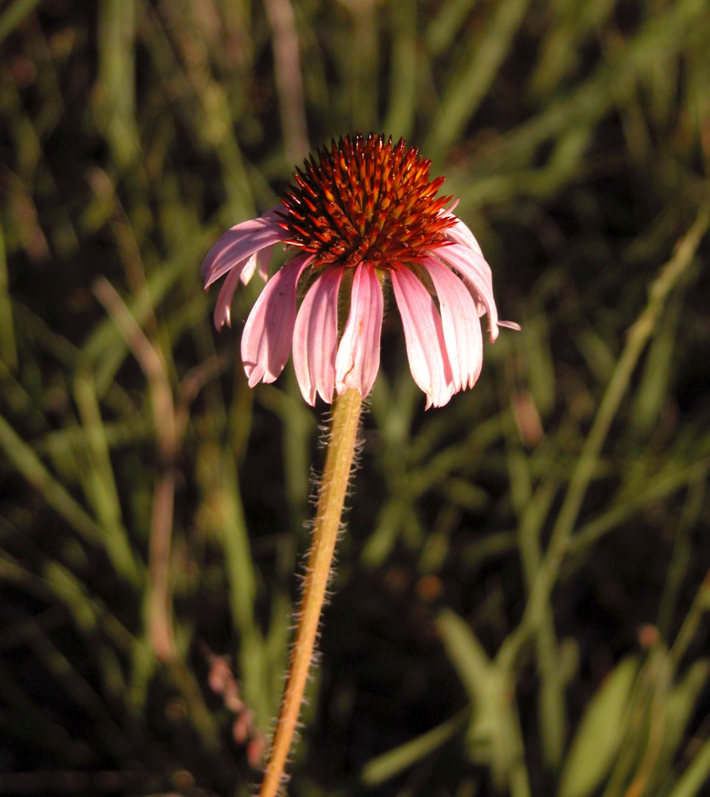New book explores Echinacea, a medicinal plan | EurekAlert!