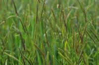 Weeds out of control | EurekAlert!