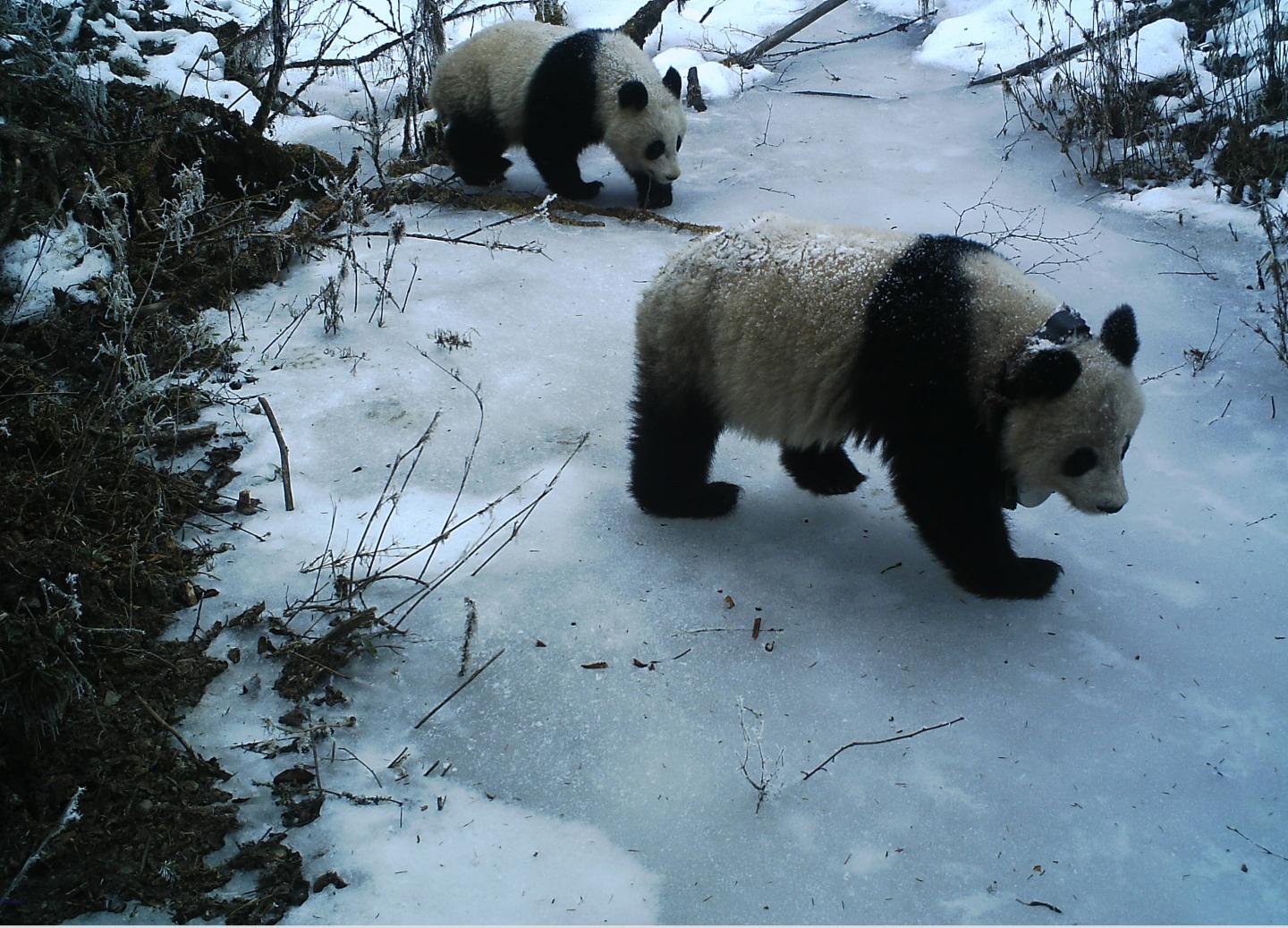Tracking Panda Mother and Cub [IMAGE] | EurekAlert! Science News Releases