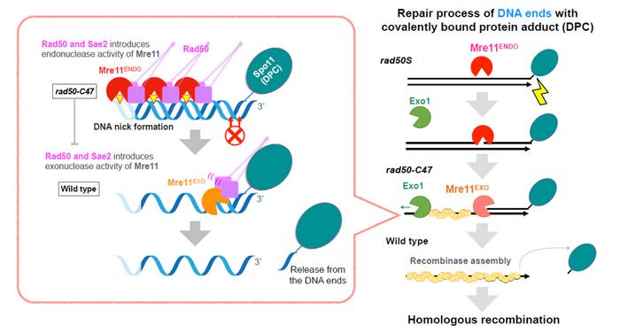 Role of Sae2 protein in regula [IMAGE] | EurekAlert! Science News Releases