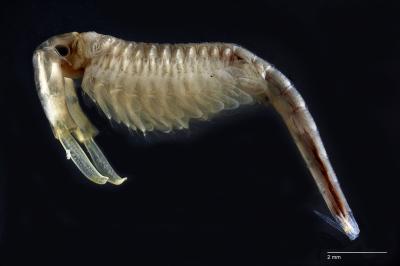 Vernal Pool Fairy Shrimp ( B [IMAGE] | EurekAlert! Science News Releases
