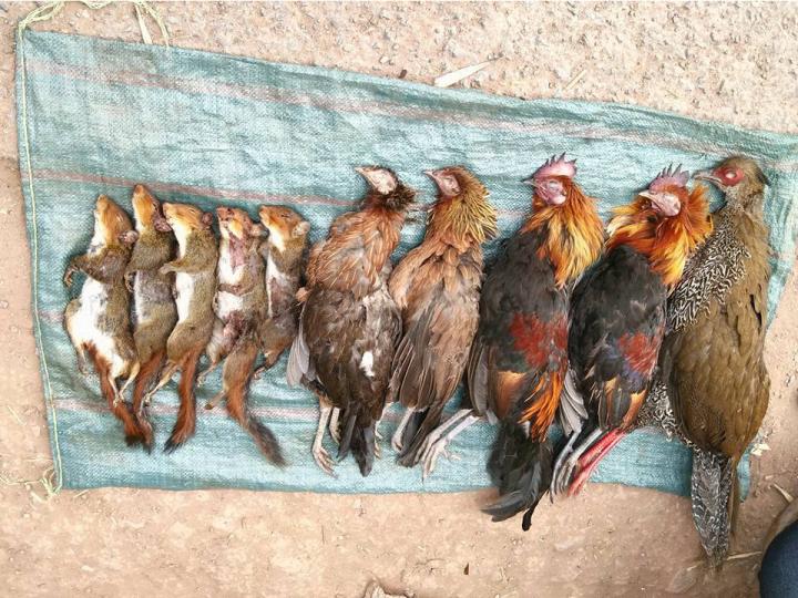 Hunted Mammals and Birds [IMAGE] | EurekAlert! Science News Releases