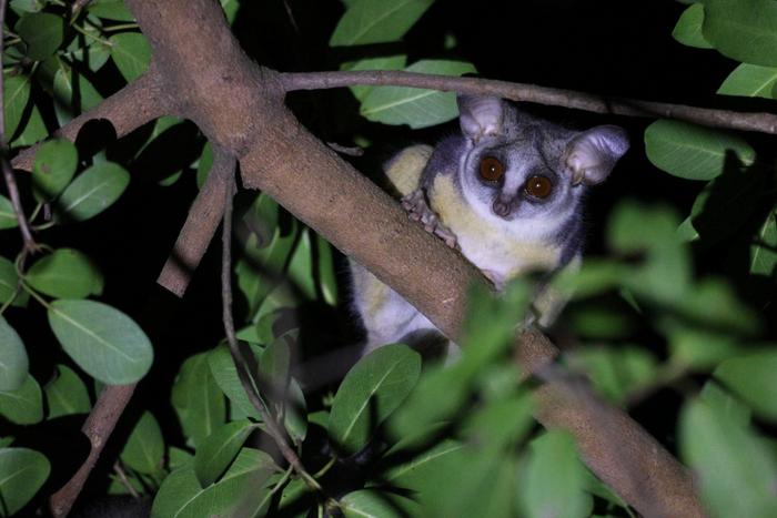 Southern lesser galago [IMAGE] | EurekAlert! Science News Releases