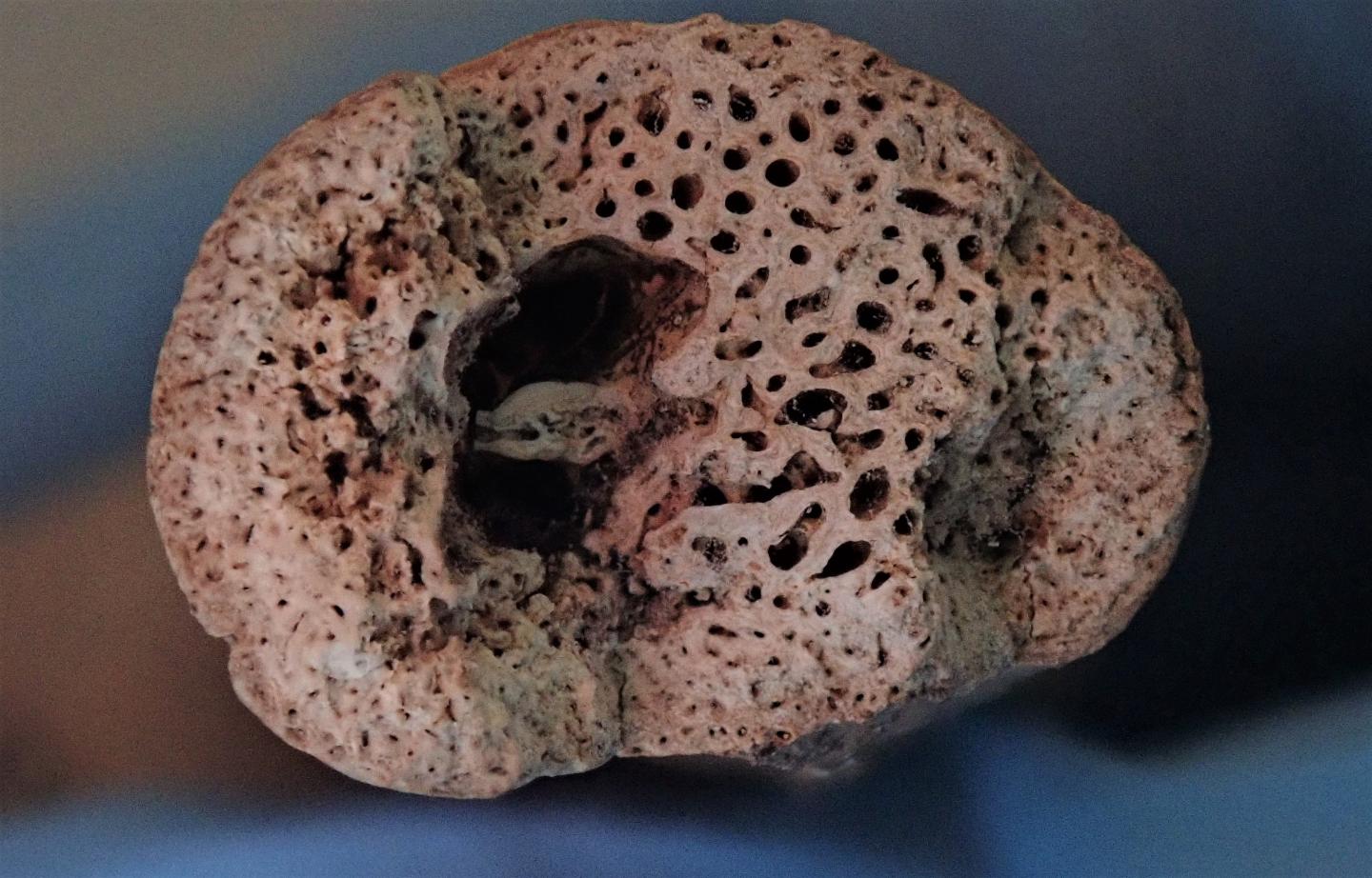 Macroscopic Changes of PDB [IMAGE] | EurekAlert! Science News Releases