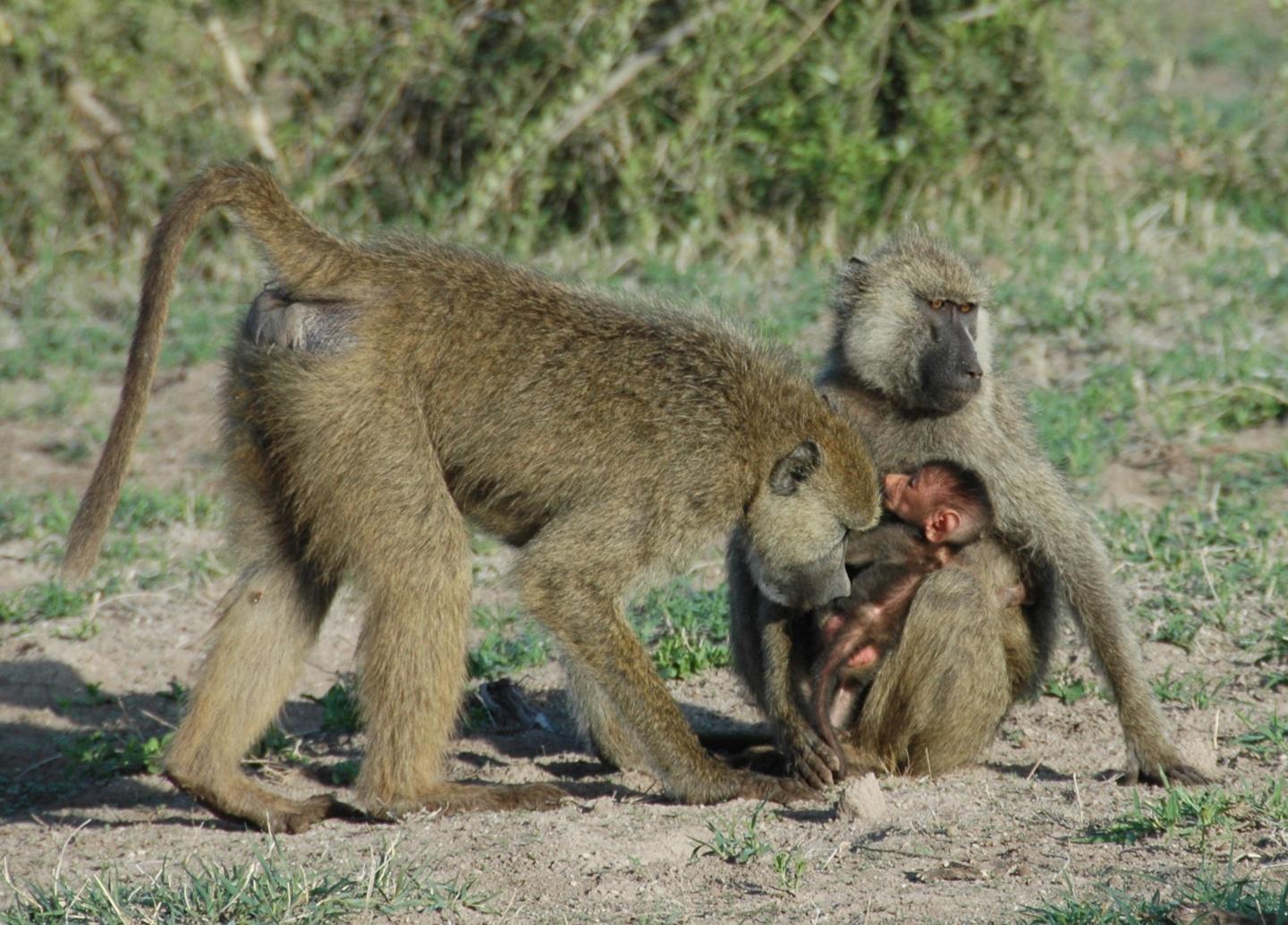 Baboons in Amboseli National P [IMAGE] | EurekAlert! Science News Releases