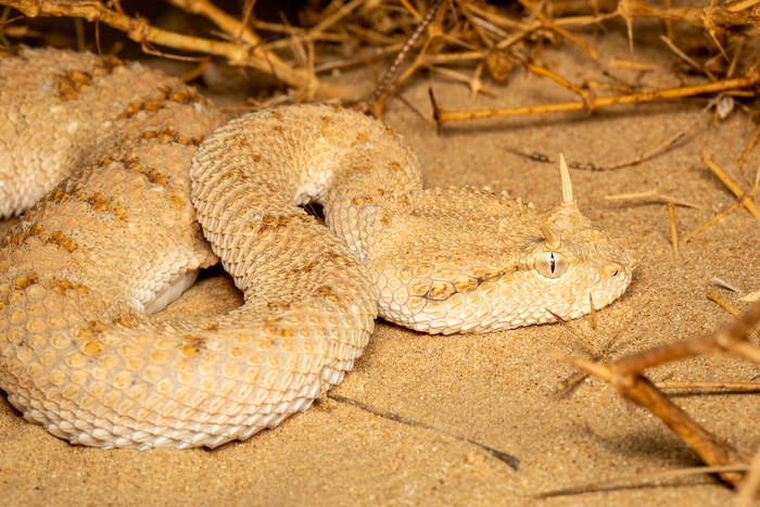 Arabian_horned_viper_(Cerastes [IMAGE] | EurekAlert! Science News Releases