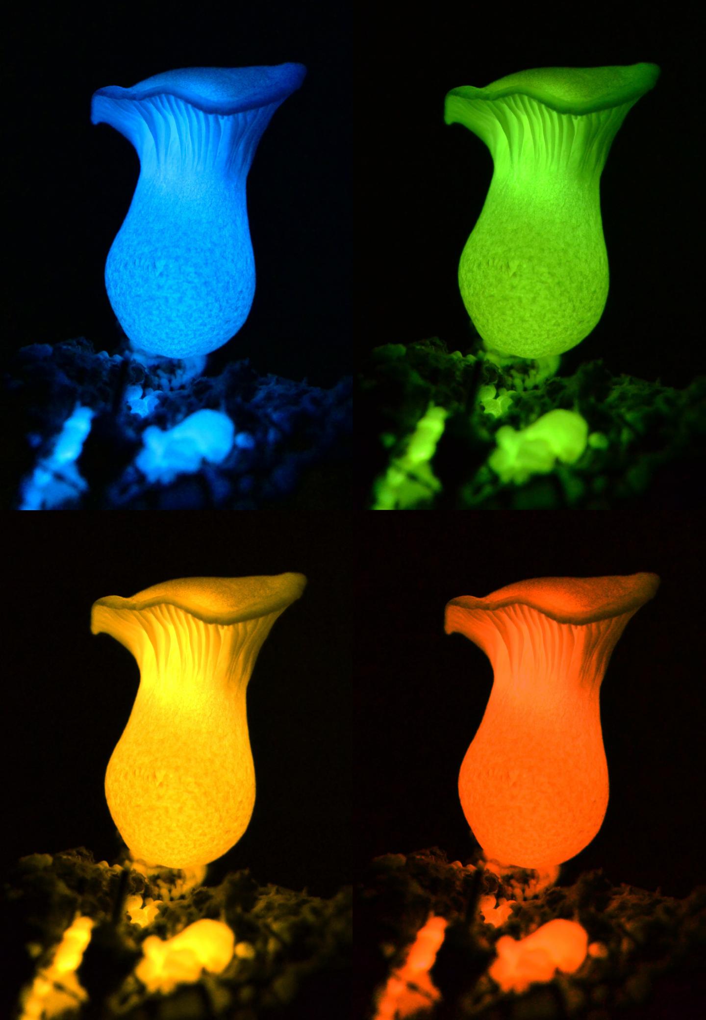 Illuminating the Secret of Glo [IMAGE] | EurekAlert! Science News Releases