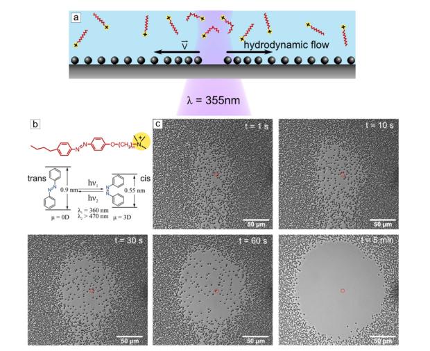 Structure of a Photosensitive [IMAGE] | EurekAlert! Science News Releases