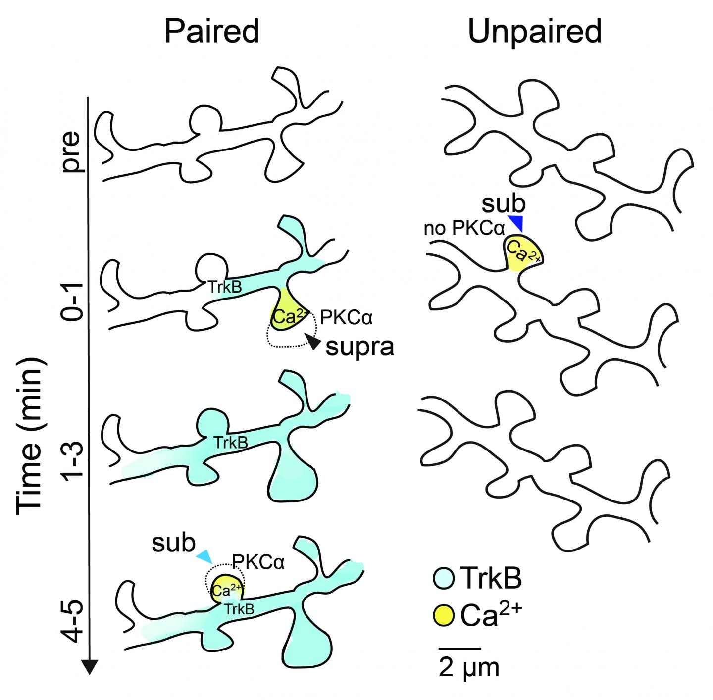 Model of Integration of TrkB a [IMAGE] | EurekAlert! Science News Releases