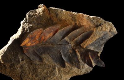 Plant Fossils Shed Light on Mass Extinction E | EurekAlert!