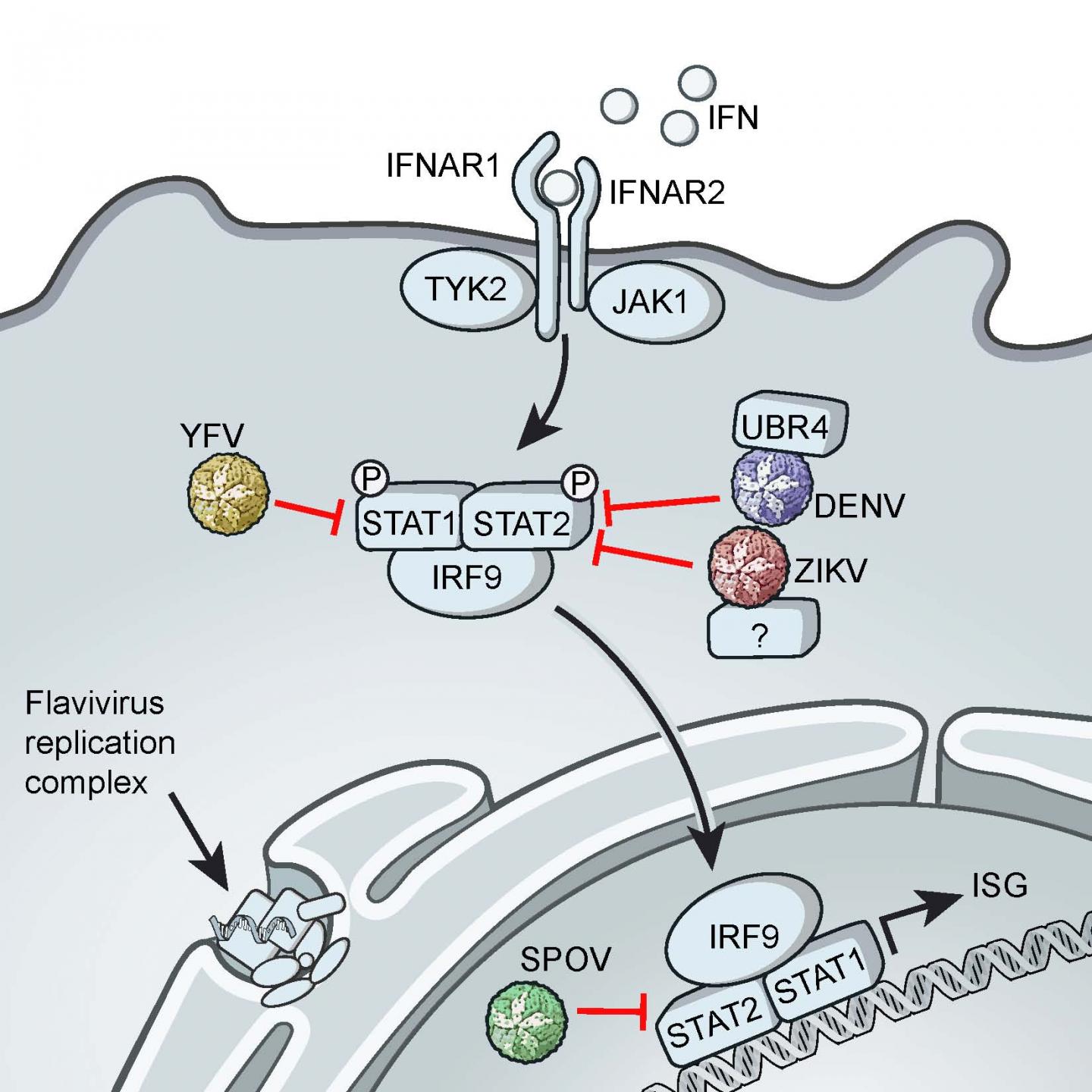 Zika and STAT2 [IMAGE] | EurekAlert! Science News Releases