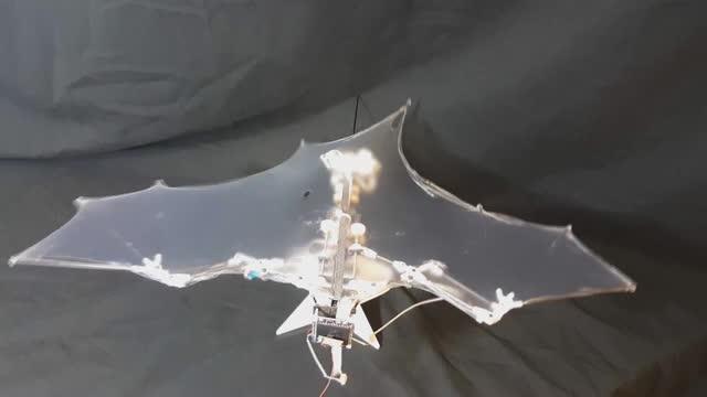 Advanced robotic bat's flight characteristics | EurekAlert!
