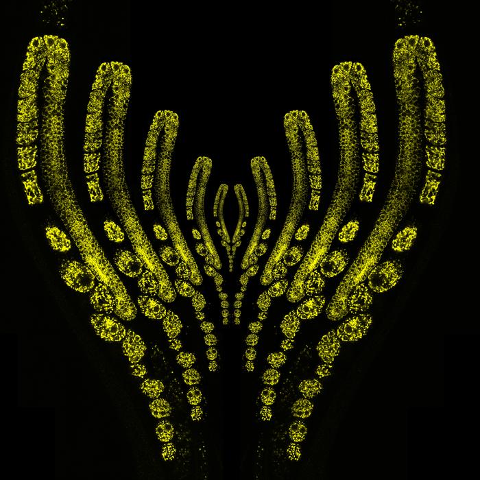 C. elegans germline mitochondr [IMAGE] | EurekAlert! Science News Releases