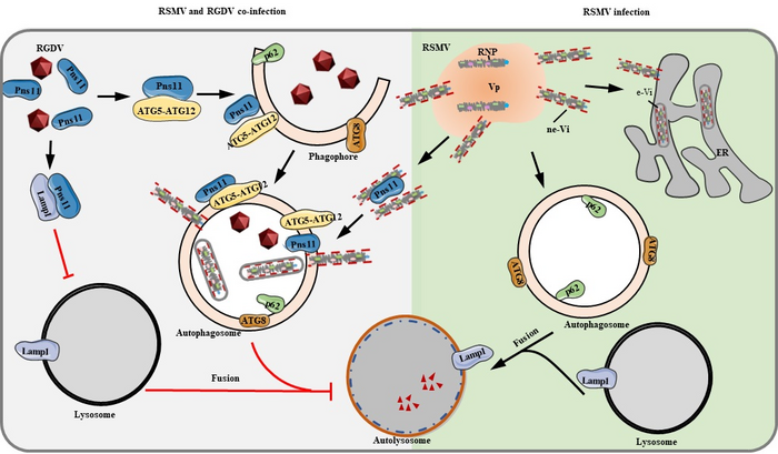 Autophagy mediates a direct synergistic inter | EurekAlert!