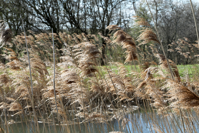 Reeds [IMAGE] | EurekAlert! Science News Releases