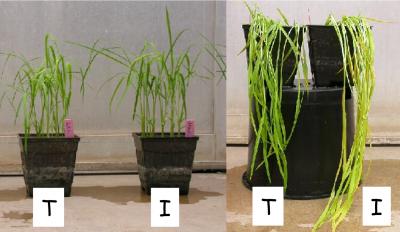 Researchers develop flood-tolerant California | EurekAlert!