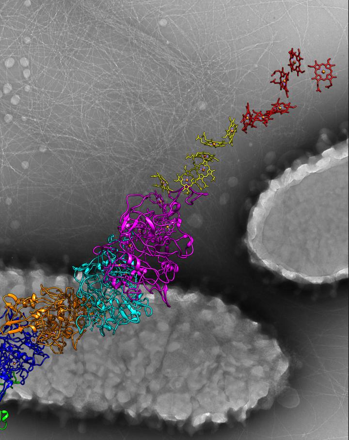 Strange Bacteria Yield Secret [IMAGE] | EurekAlert! Science News Releases