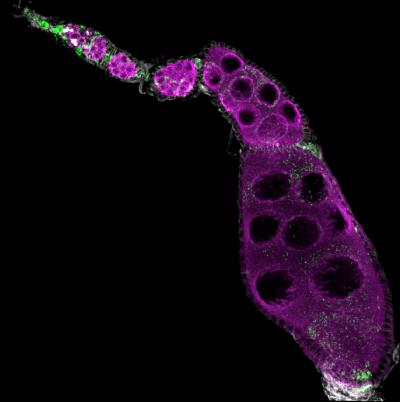 How Wolbachia Helps Female Insects Rep | EurekAlert!