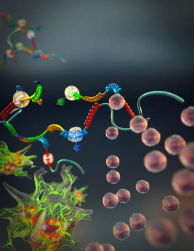 RNA Generation [IMAGE] | EurekAlert! Science News Releases