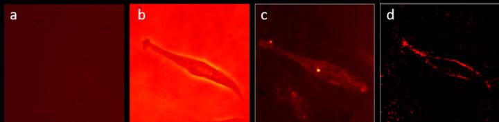 Figure 3. 2D edge detection de [IMAGE] | EurekAlert! Science News Releases