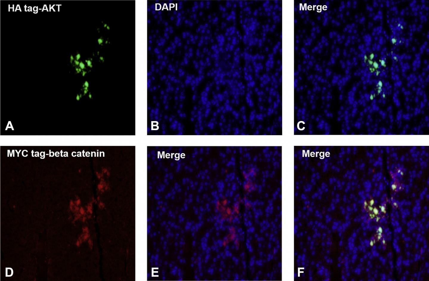 Pig Liver Tissue [IMAGE] | EurekAlert! Science News Releases