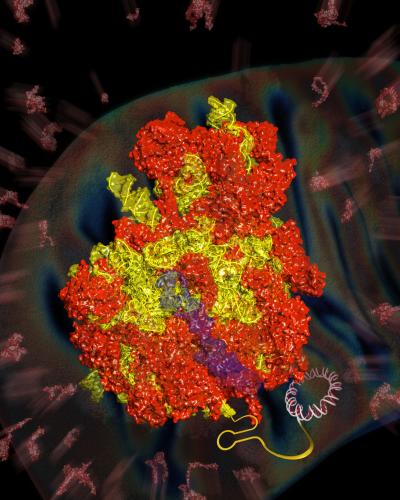 Ready for Its Close-up: The Mitoribosome | EurekAlert!