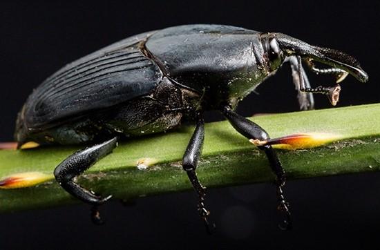Palm Weevil [IMAGE] | EurekAlert! Science News Releases