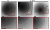 Biofilm Buster Treats Drug-Resistant Infectio | EurekAlert!