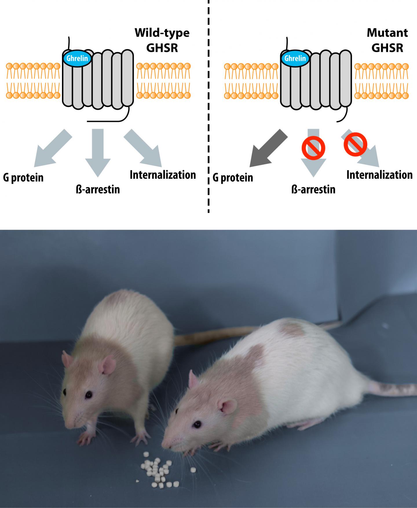 Ghrelin May Not Be a 'Hunger Hormone' but a F | EurekAlert!