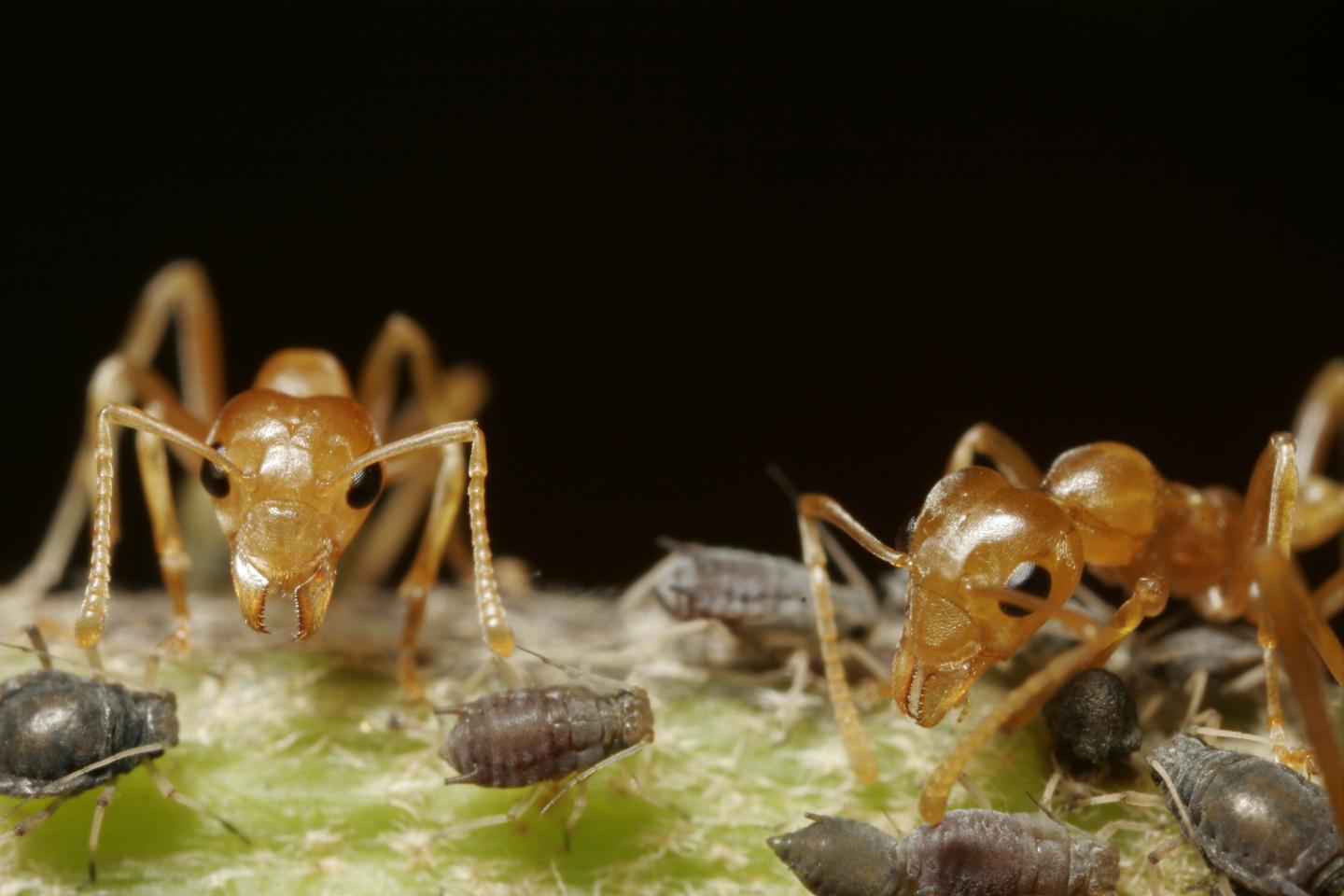 Weaver Ants [IMAGE] | EurekAlert! Science News Releases