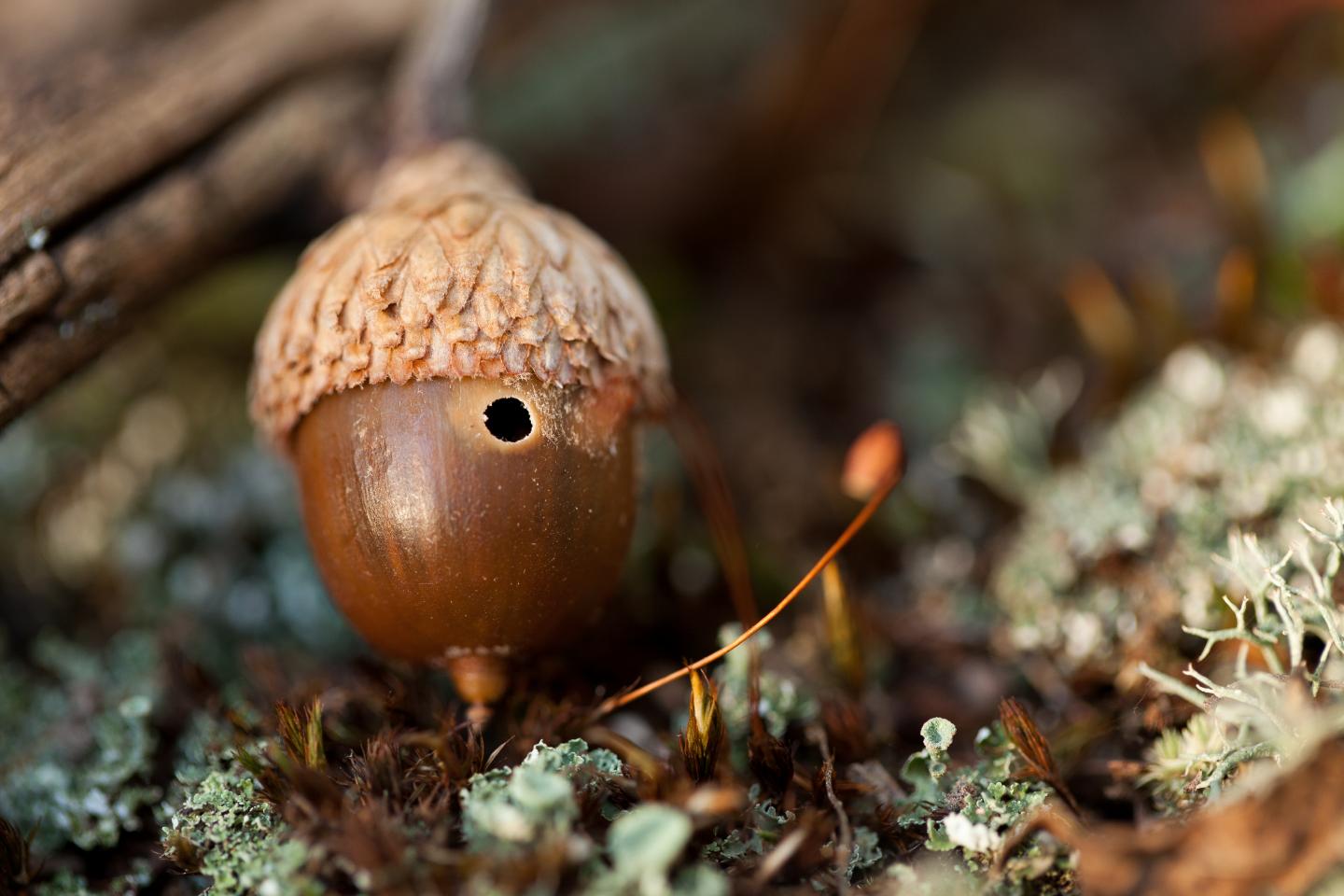 When Trees Turn On Their Own Kind (9 of 12) | EurekAlert!