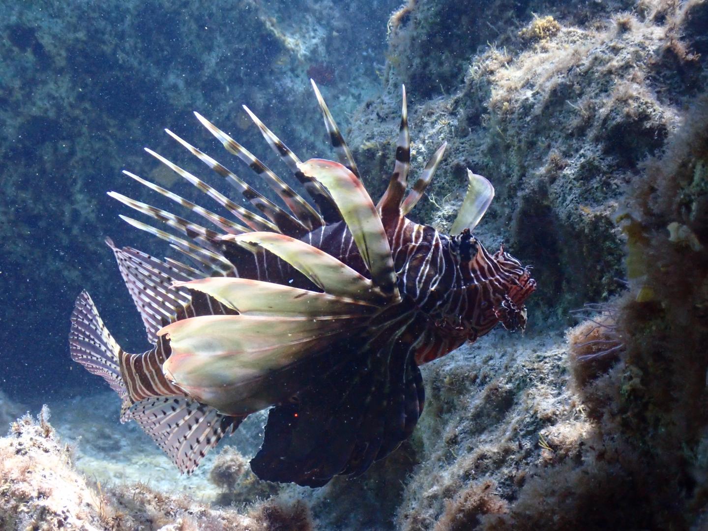 Lionfish in the Mediterranean [IMAGE] | EurekAlert! Science News Releases