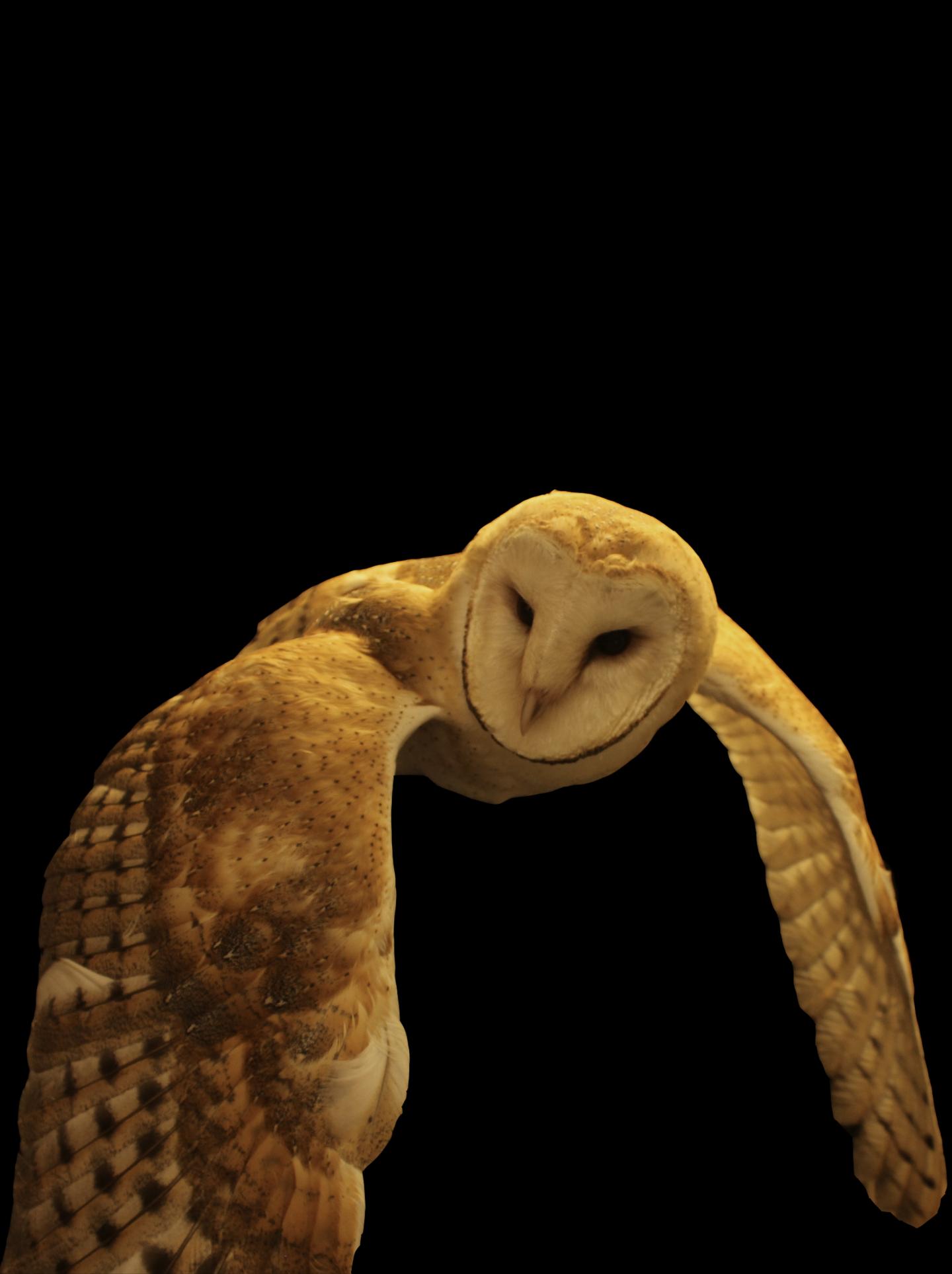 Owl Flying [IMAGE] | EurekAlert! Science News Releases