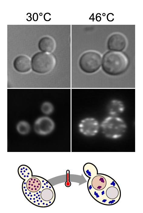 Heat Shocked Cells [IMAGE] | EurekAlert! Science News Releases