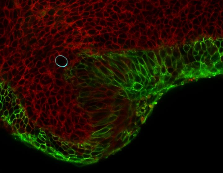 Mouse Cells [IMAGE] | EurekAlert! Science News Releases