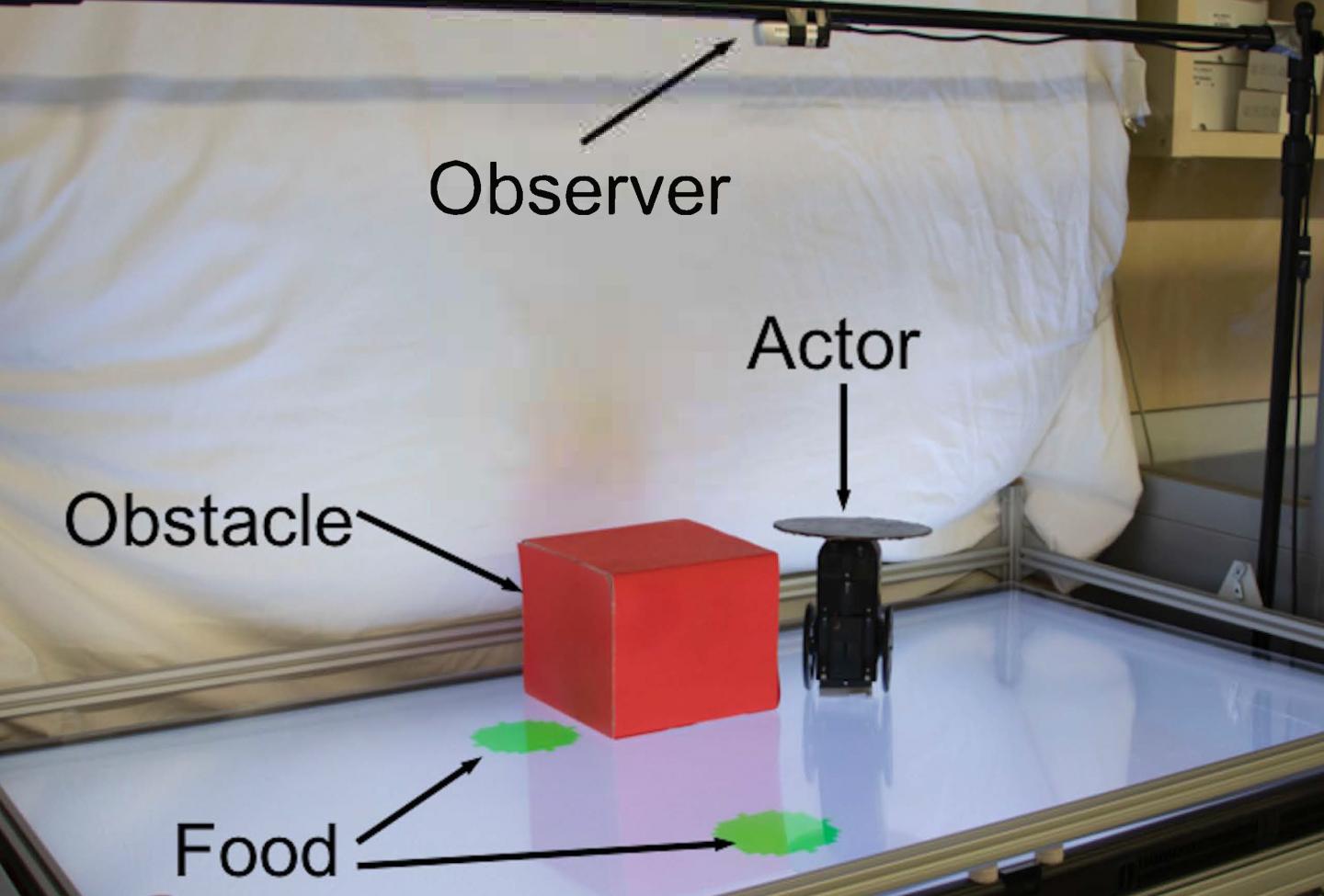 Photo of Observer and Actor Ro [IMAGE] | EurekAlert! Science News Releases