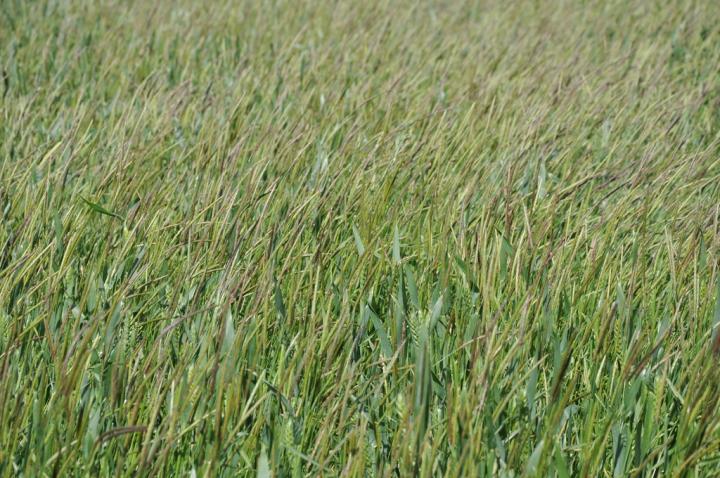 Black Grass Weed Image Eurekalert Science News Releases