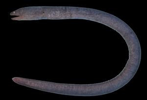 Live photo of Uropterygius had [IMAGE] | EurekAlert! Science News Releases