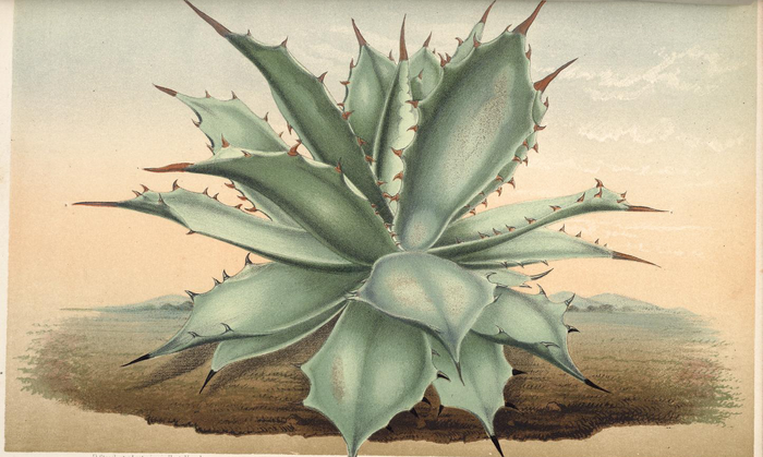 Agave [IMAGE] | EurekAlert! Science News Releases