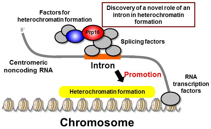 The Role Of Introns In Heteroc [IMAGE] | EurekAlert! Science News Releases