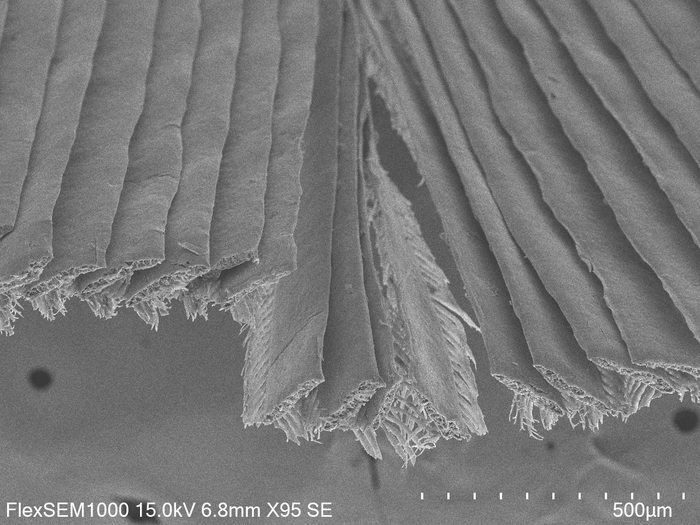 SEM of tip [IMAGE] | EurekAlert! Science News Releases