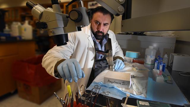 Dan Rudic, Medical College of [IMAGE] | EurekAlert! Science News Releases